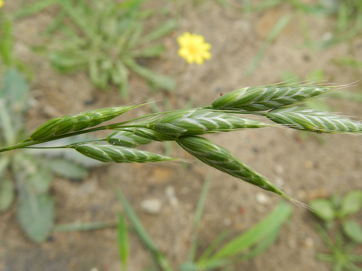 Bromus hordeaceus, Soft brome